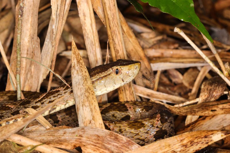 Fer De Lance Bothrops Asper Terciopelo in the Jungle of CostaRica Stock ...