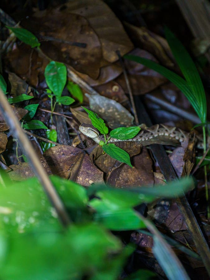 Fer-De-Lance (Bothrops Atrox) in Costa Rica Stock Photo - Image of ...