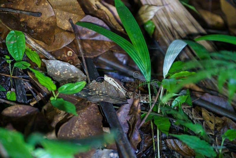 Fer-De-Lance (Bothrops Atrox) in Costa Rica Stock Photo - Image of ...