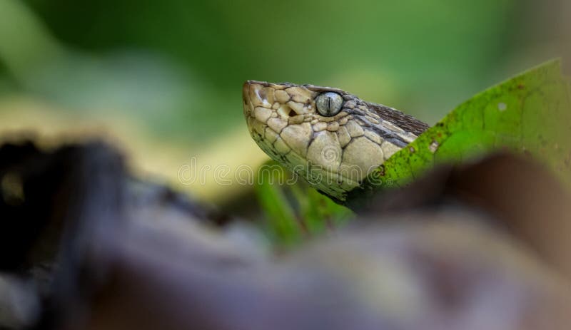 Baby Fer De Lance Snake in Costa Rica Stock Image - Image of costa ...