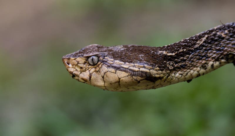 Baby Fer De Lance Snake in Costa Rica Stock Image - Image of costa ...