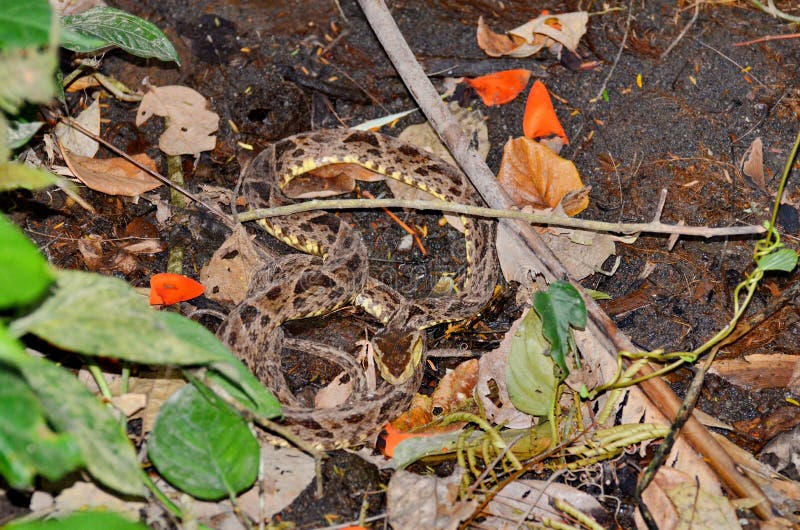 Fer-de-lance snake stock photo. Image of wilderness - 113838076