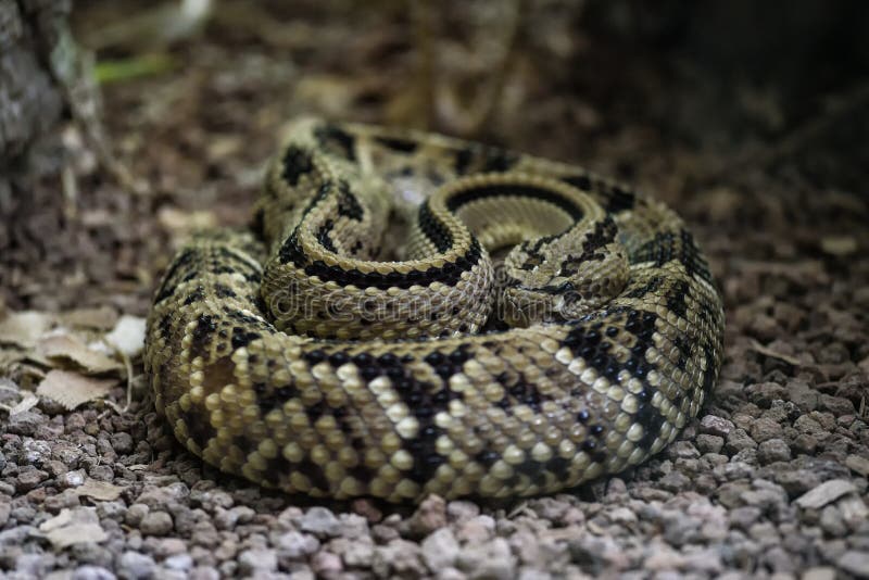 Fer de lance stock photo. Image of hidden, forest, moist - 96715730