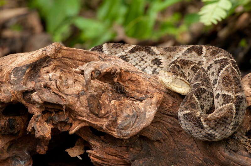 De Slang Van De Baby Fer DE Lance in Costa Rica Stock Afbeelding ...