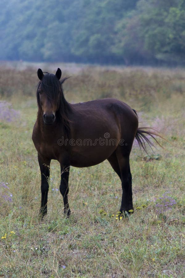 Feral Bay Horse Picture. Image: 87859740