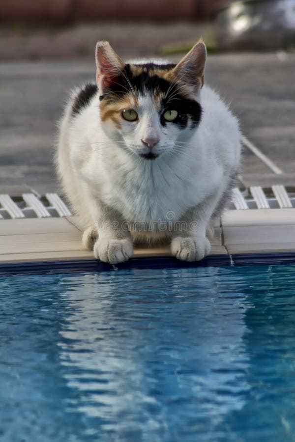 Feral cat drinking stock photo. Image of drinking, side - 99123866