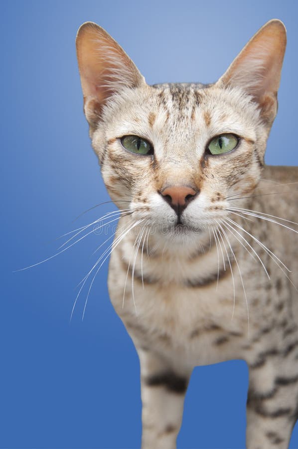 A Feral Cat Isolated stock image. Image of season, feral - 62451153