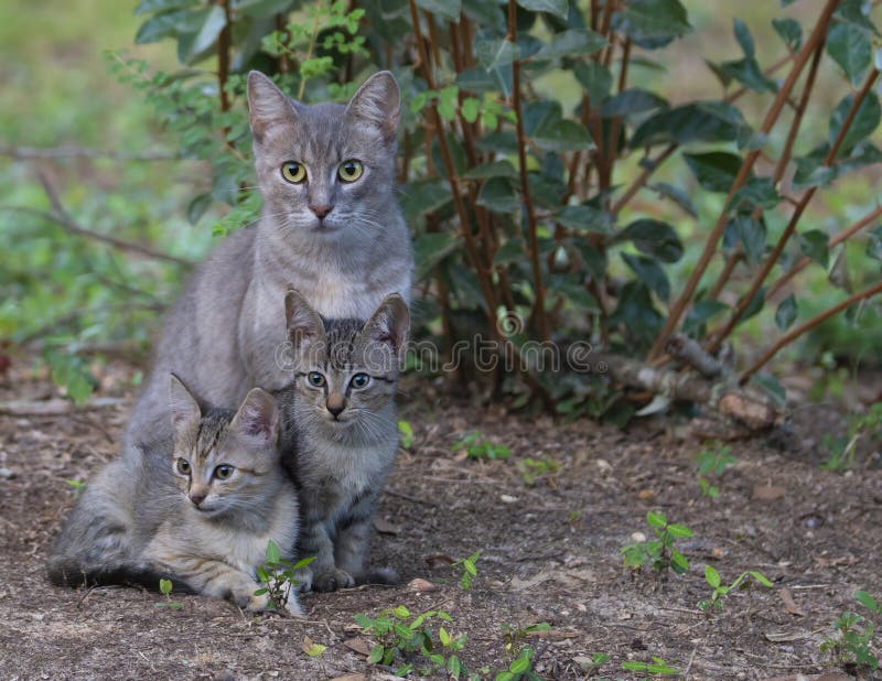 Feral Cat with Kittens stock image. Image of adorable - 331280947