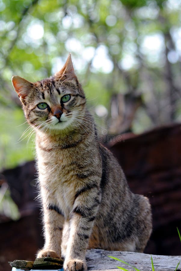 Feral cat pose stock image. Image of little, feral, kitty - 39956559