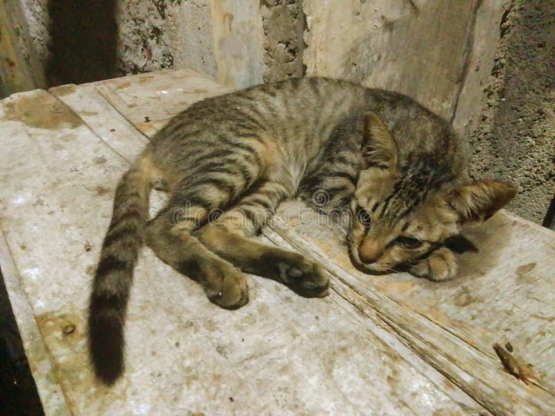 Feral Cats in Urban Areas without Maximum Protection Stock Photo ... Feral Cats in Urban Areas without Maximum Protection Stock Photo ...