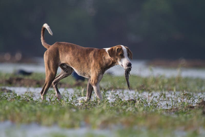 Feral Dog and a Big Fish Catch Stock Image - Image of wetland, chain ...