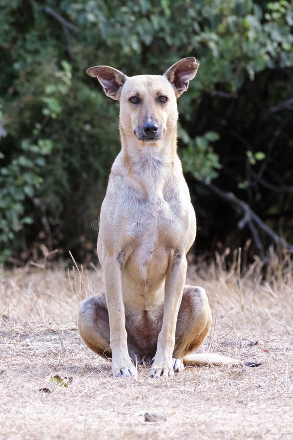 A feral dog posing stock photo. Image of summer, nature - 232162990