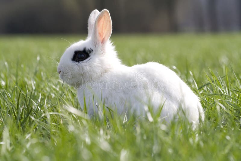 Feral domesticated rabbit stock image. Image of lagomorphs - 28130549