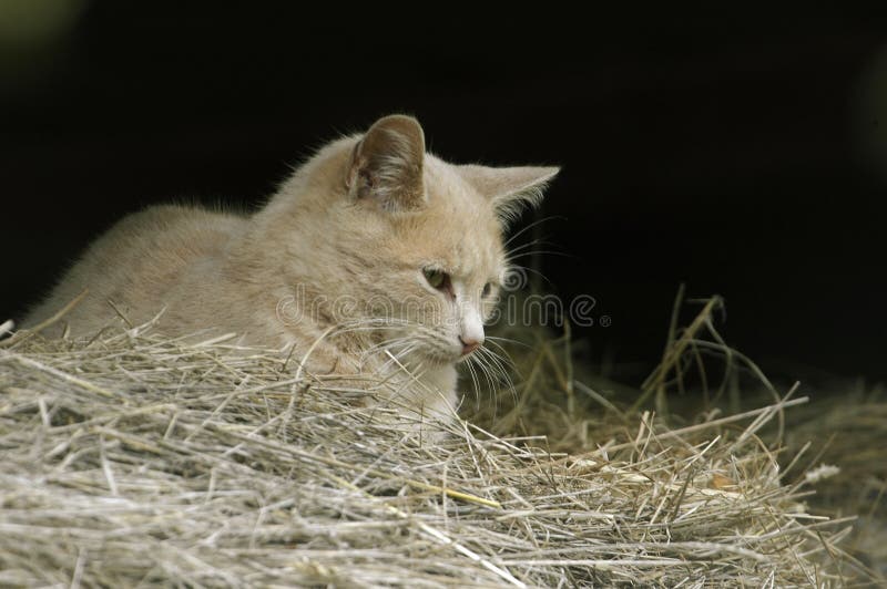Feral Farm Cat in barn stock image. Image of levels, horizontal - 11548363