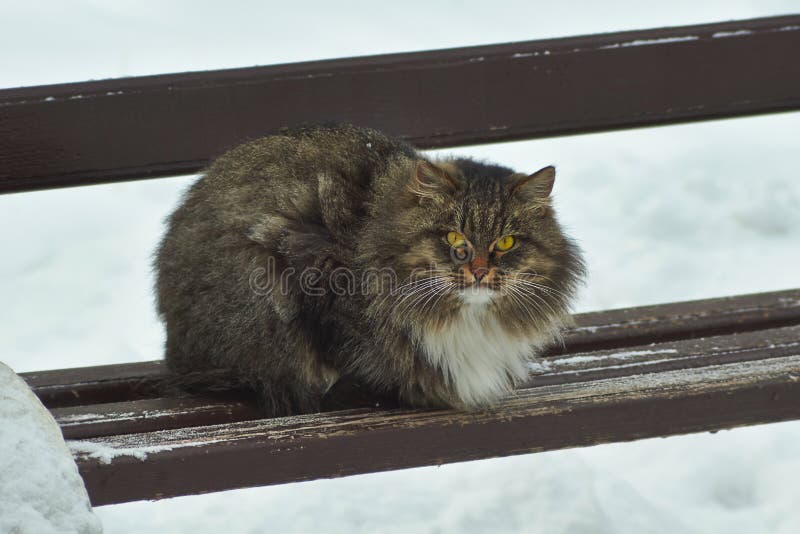 Feral Fluffy Cat Winter Park Stock Photos - Free & Royalty-Free Stock ...