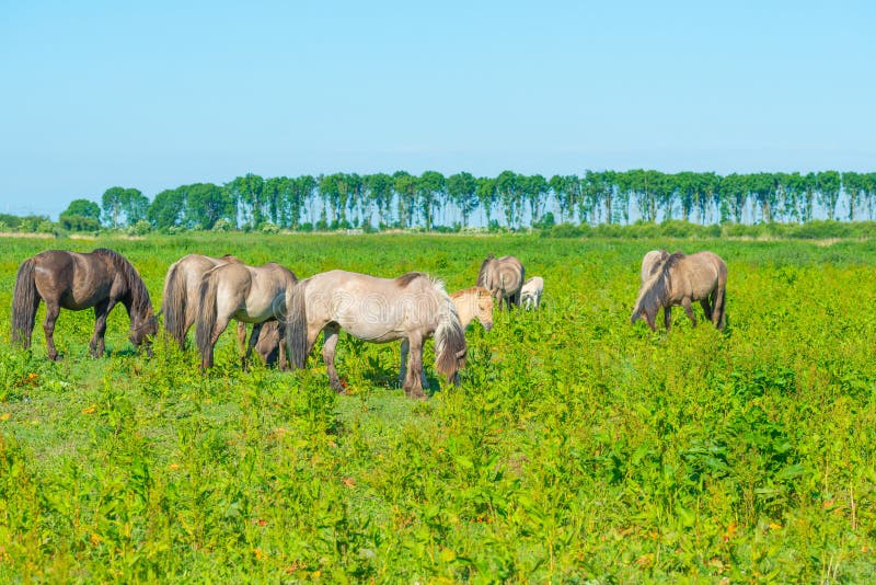 Feral Horses in a Meadow in Wetland in Spring Stock Photo - Image of ...