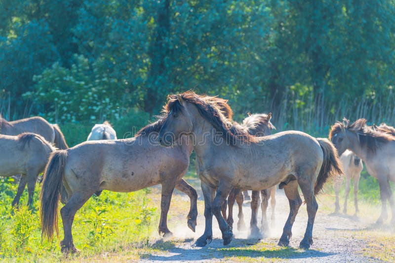 Feral Horses in a Meadow in Wetland in Spring Stock Photo - Image of ...