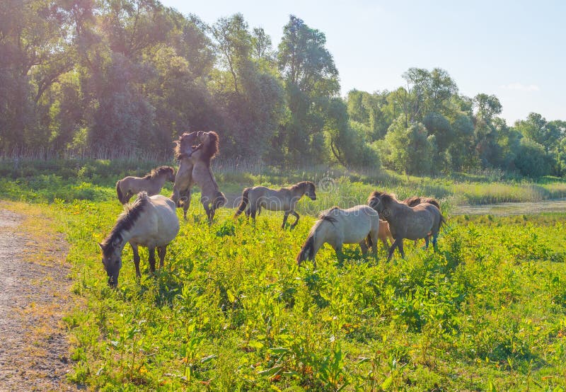 Feral Horses in a Meadow in Wetland in Spring Stock Photo - Image of ...