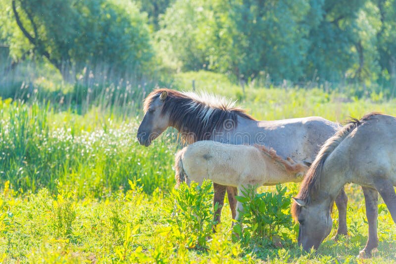 Feral Horses in a Meadow in Wetland in Spring Stock Image - Image of ...