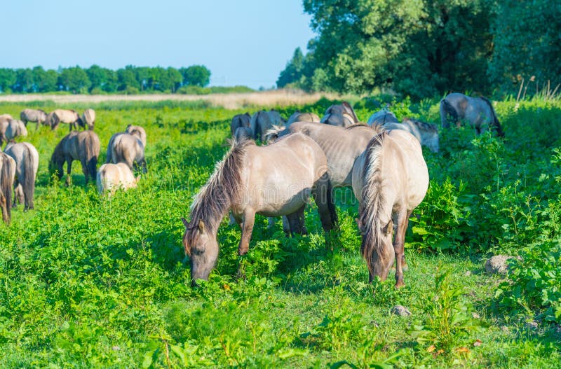 Feral Horses in a Meadow in Wetland in Spring Stock Image - Image of ...