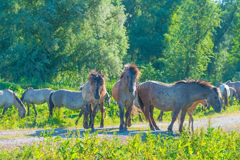 Feral Horses in a Meadow in Wetland in Spring Stock Photo - Image of ...