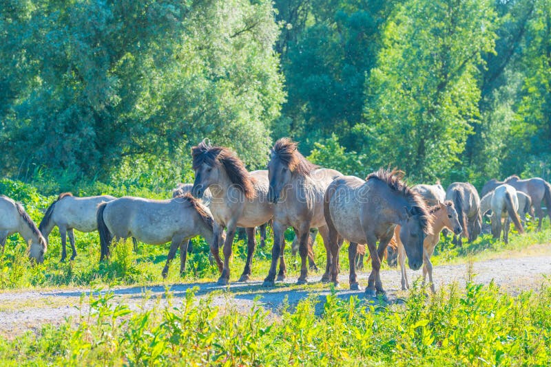 Feral Horses in a Meadow in Wetland in Spring Stock Photo - Image of ...