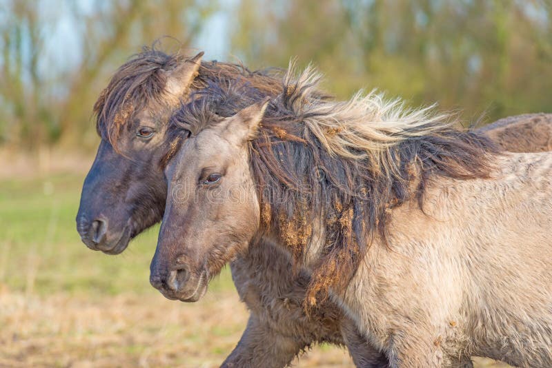 Feral Horses in a Natural Park Stock Image - Image of grass, animal ...