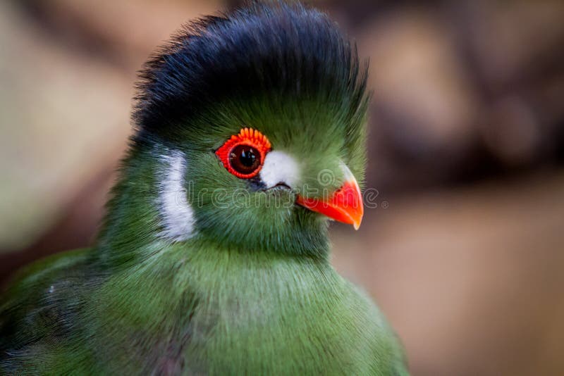 Feral parakeet stock photo. Image of animals, color, bird - 60409326