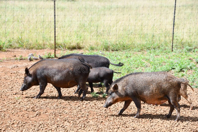 A Feral Pig on a Farm stock photo. Image of brown, dangerous - 267365002