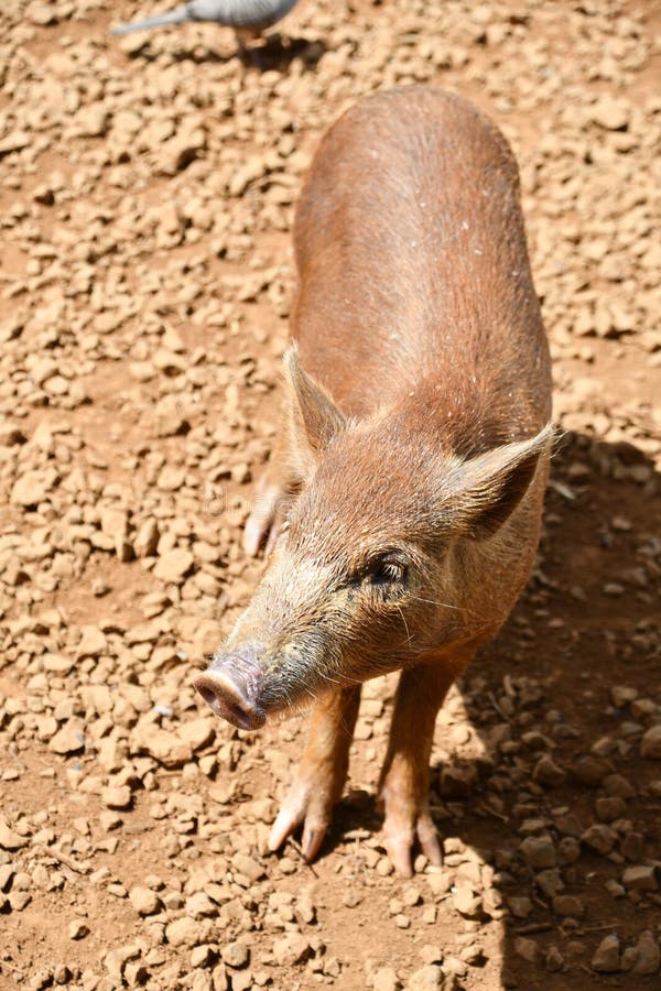 A Feral Pig on a Farm stock photo. Image of cute, dangerous - 267365008