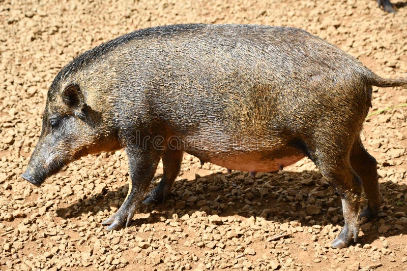 A Feral Pig on a Farm stock photo. Image of boar, light - 267365024