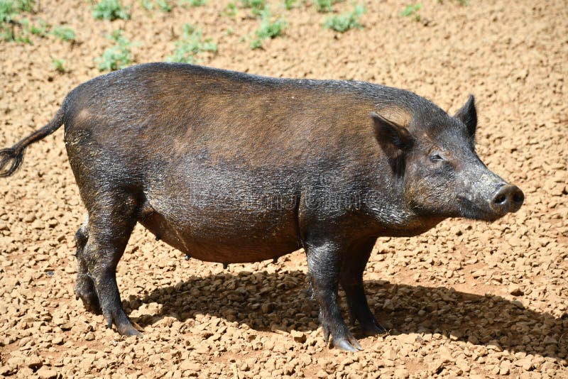 A Feral Pig on a Farm stock photo. Image of forest, marcassin - 267365030