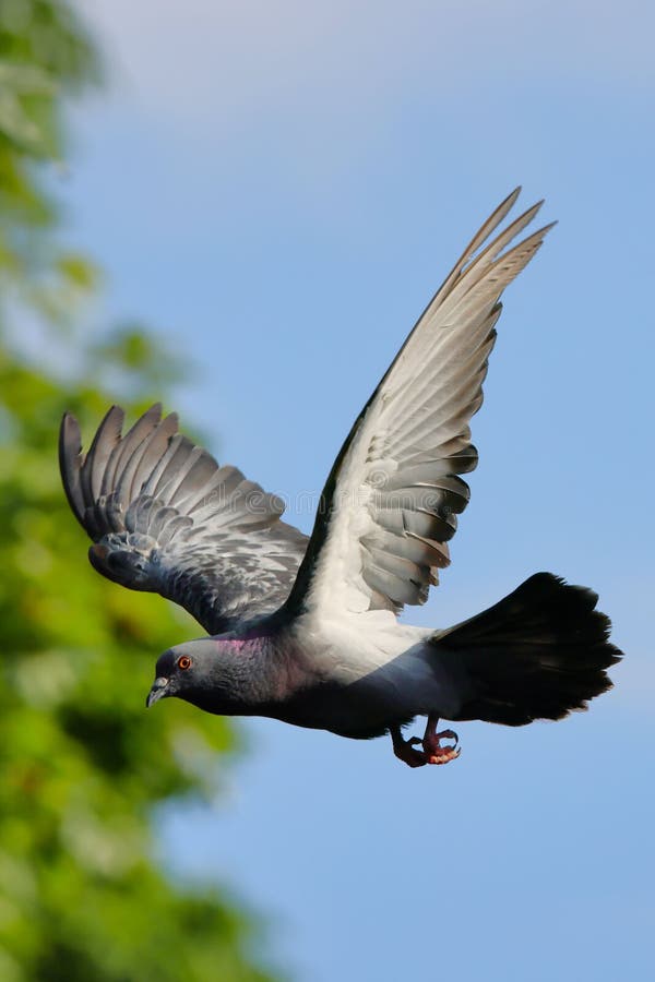 Feral Pigeon Captured during Flying with Open Wings Against the Clear ...