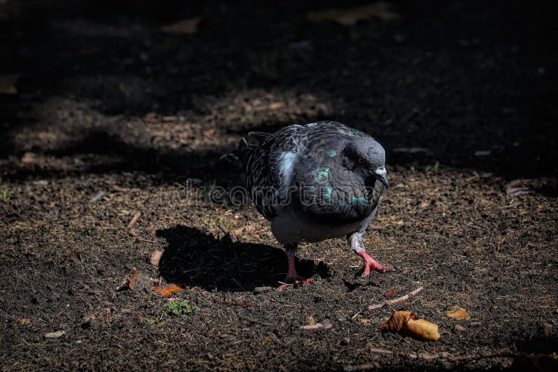 Feral Pigeon Walking on the Ground. Stock Photo - Image of outdoor ...