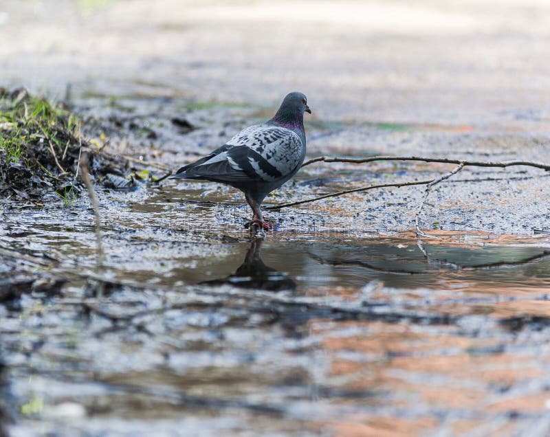 Feral Pigeon on a Wet Fall Close To River Stock Photo - Image of feral ...