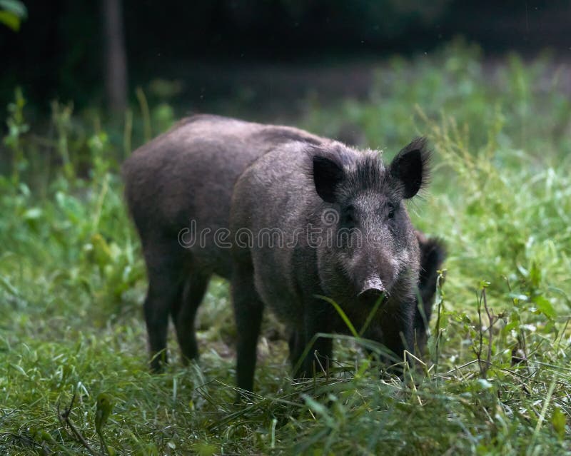 Feral pigs after dusk stock image. Image of game, adult - 150615975