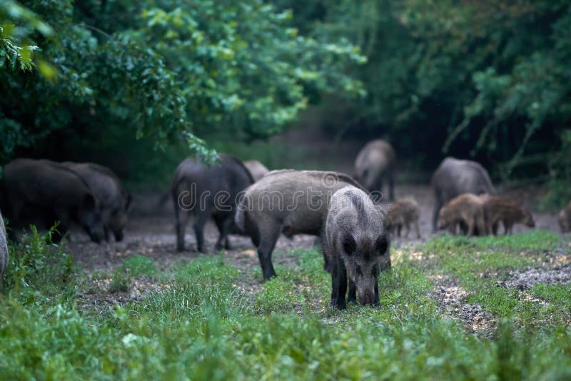 Feral pigs after dusk stock image. Image of suidae, rooting - 150615977