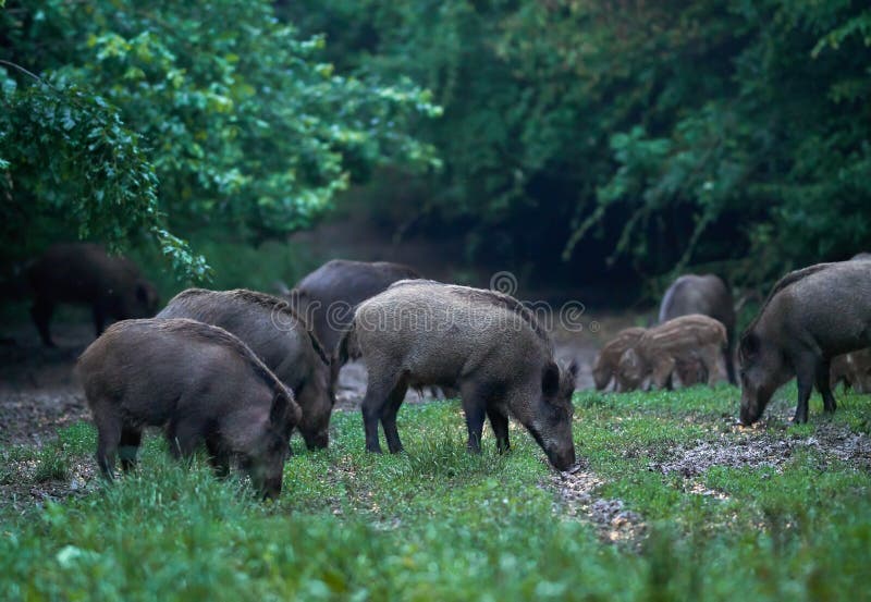 Feral pigs after dusk stock photo. Image of digging - 150615984