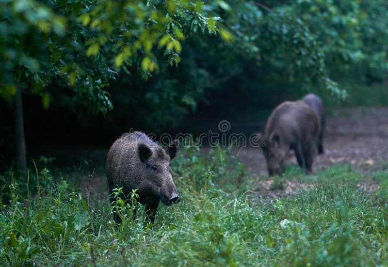 Feral pigs after dusk stock photo. Image of wild, hoofed - 150616028