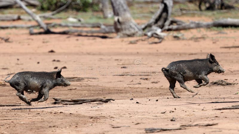 Feral pigs stock image. Image of feral, water, pest - 202514187
