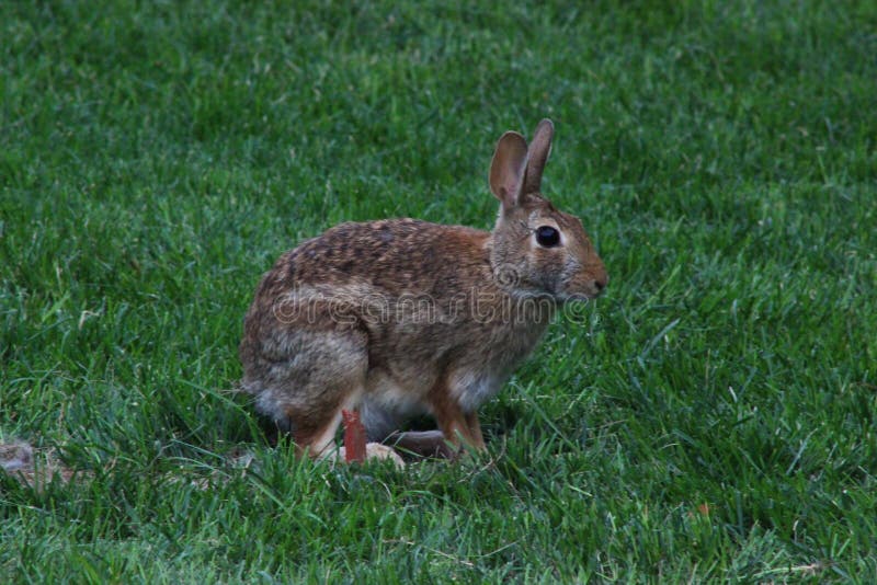 Feral Rabbit stock photo. Image of rabbit, nature, bunny - 98172000