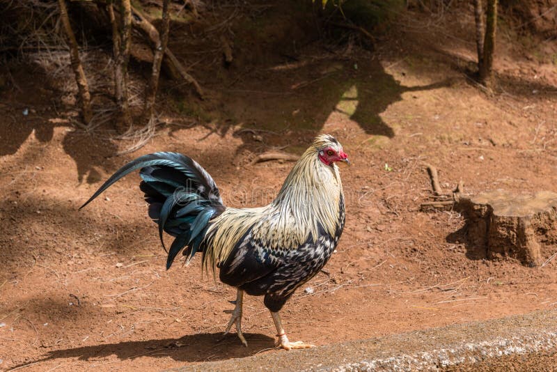 Feral Rooster on Oahu, Hawaii Stock Image - Image of close, brown ...