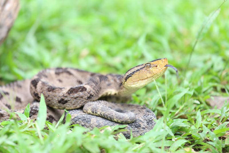 Ferdelance Pit Viper in the Rain Forest. Stock Photo - Image of ...