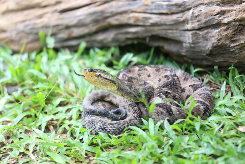 Ferdelance Pit Viper in the Rain Forest Stock Image - Image of ...