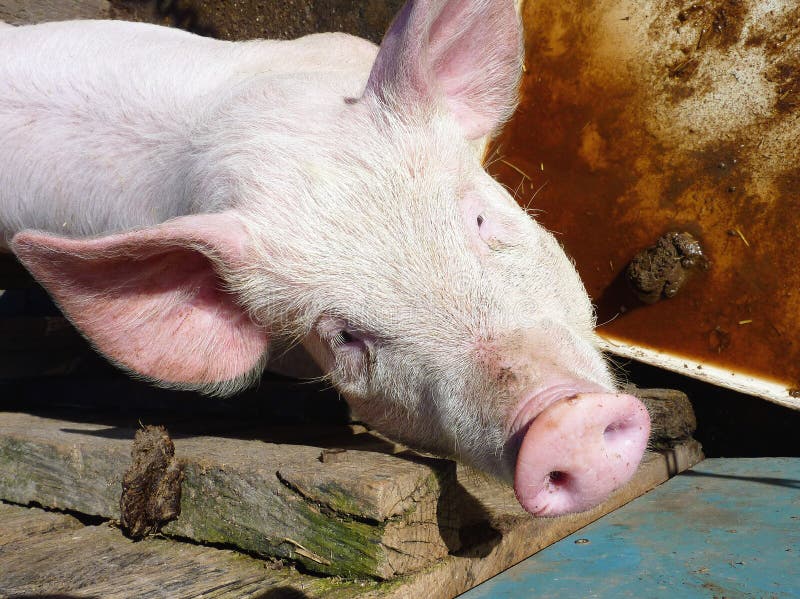 Rohes Fahrwerkbein Von Pigling - Ferkel. Abschluss Oben Stockfoto ...