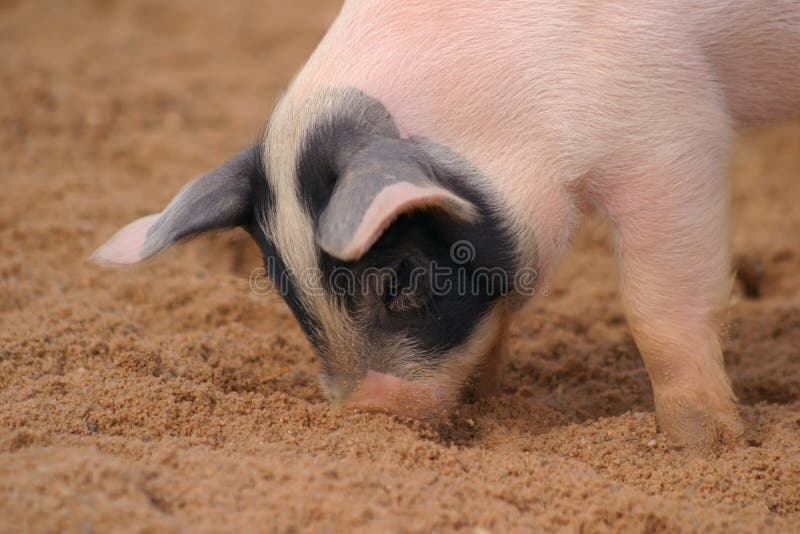 Schwein, Ferkel stockbild. Bild von tier, rosa, bauernhof - 1893991