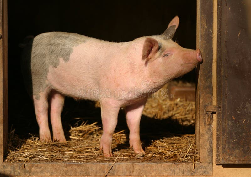 Schwein, Ferkel stockbild. Bild von tier, rosa, bauernhof - 1893991