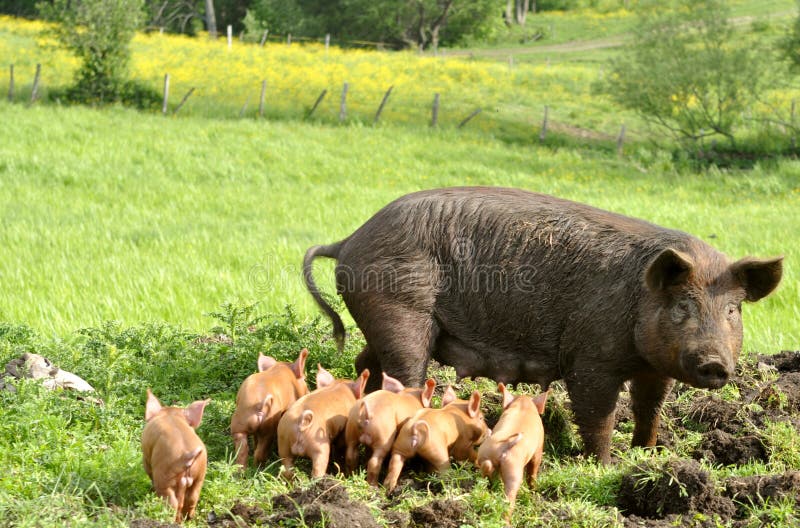 2,053 Ferkel Im Gras Stock Fotos - Freie & Royalty-Free Stock Fotos von ...