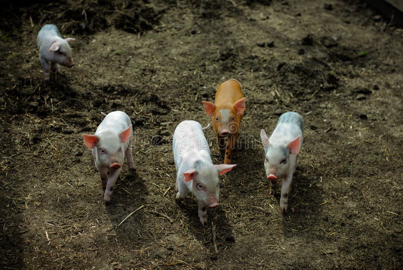 Ferkel stockbild. Bild von vieh, draussen, zufuhr, essen - 49390479
