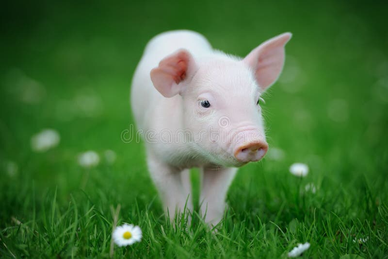 Junges Ferkel am Schweinezuchtbauernhof Stockfoto - Bild von ...